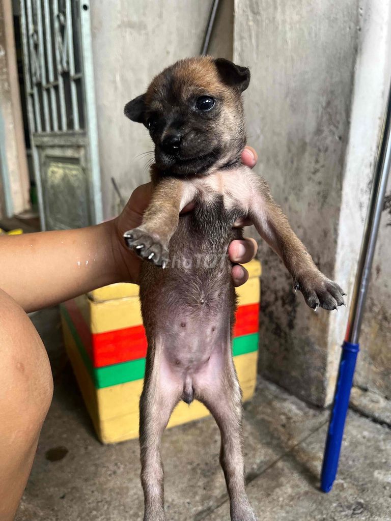 Chó con đực giống chó ta màu nâu đen - 128569940