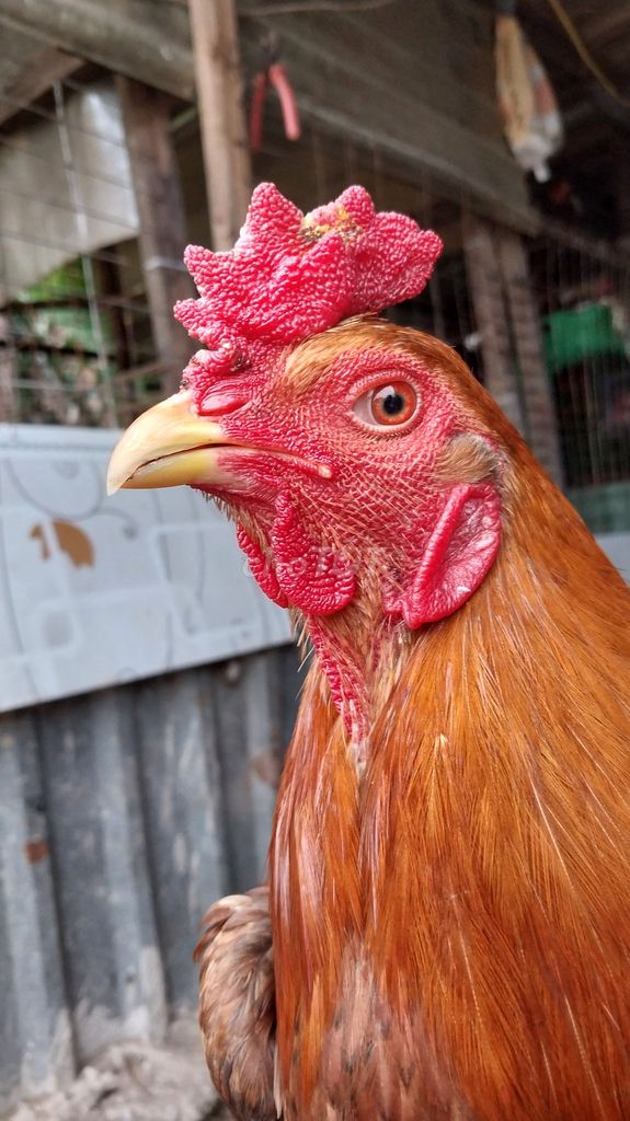 Gà chọi Asil Mỹ đực - 129952785