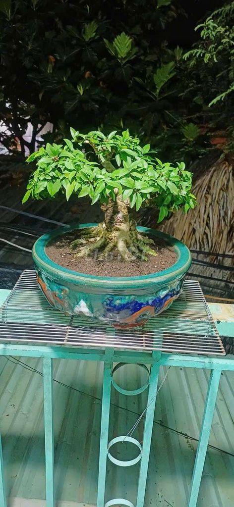 Cây cảnh Mai chiếu thủy lá lớn - 129279306