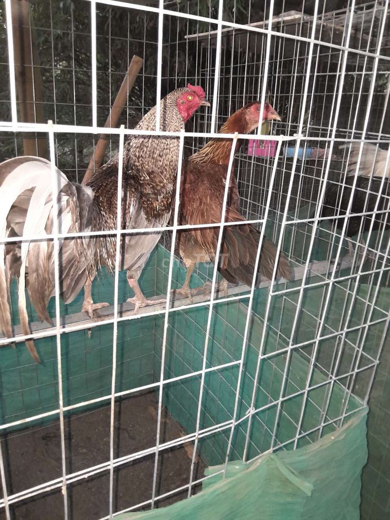 Cú 2k1 .còn lên . - 130018791