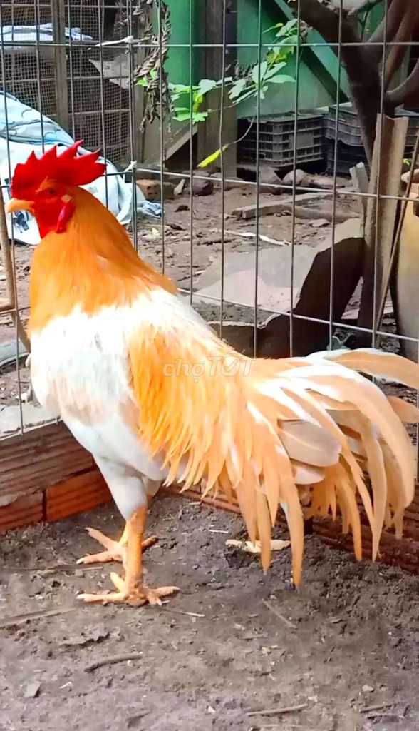 Khét Sữa Thái Mỹ tơ 3kg3 - 129951086