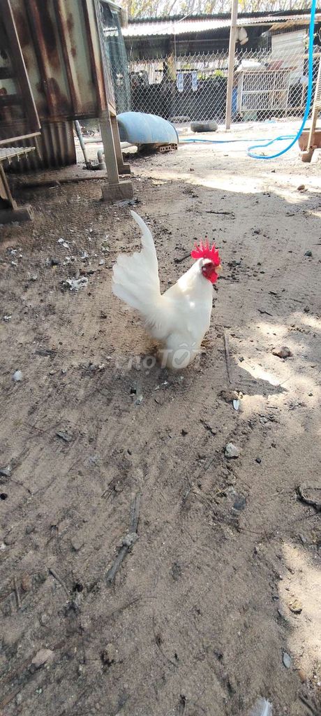 Gà thái nhạn - 130480181