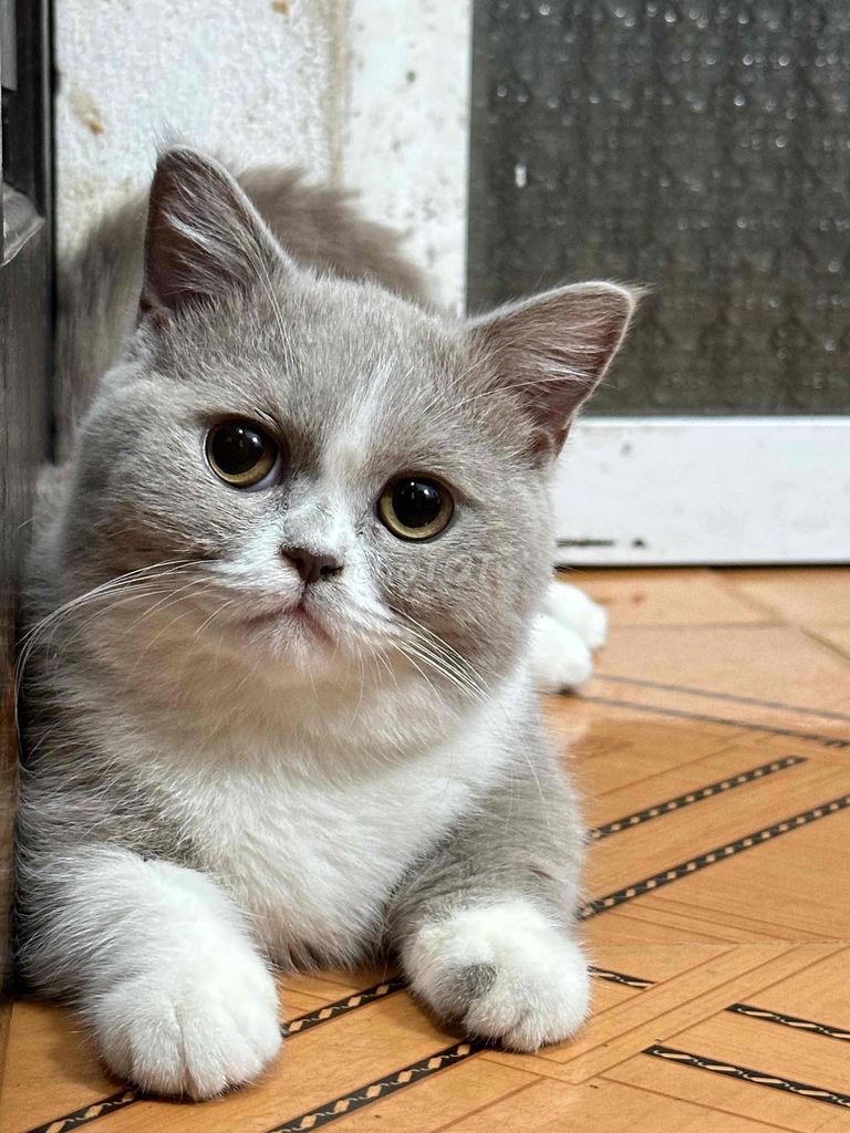 Mèo Munchkin chân ngắn - 130336860