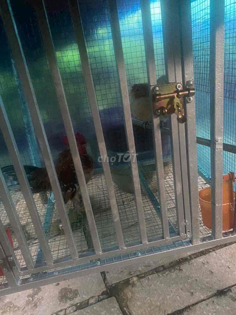 Gà tre 2 cặp - 129921141