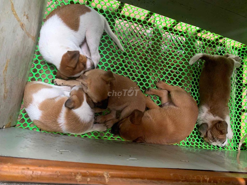 Chó con 3 tháng tuổi - 130481354