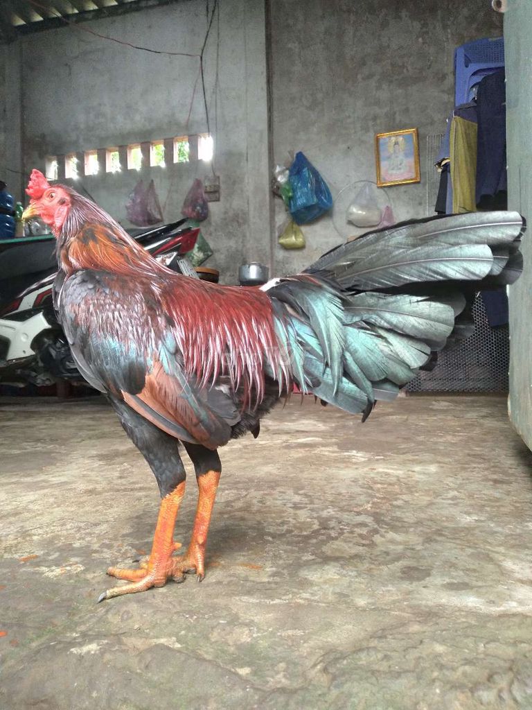 Điều chân xanh 2kg6 - 128801844