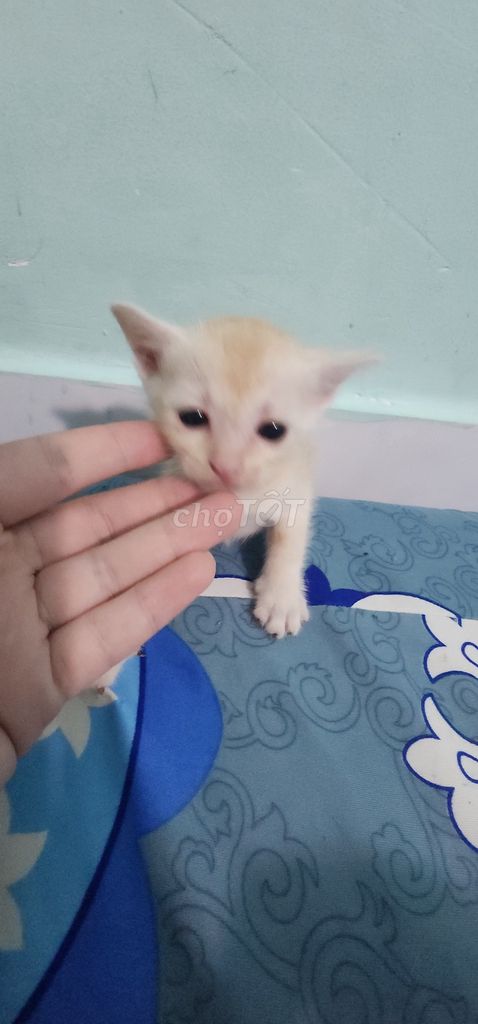 Mèo lai - 130144739