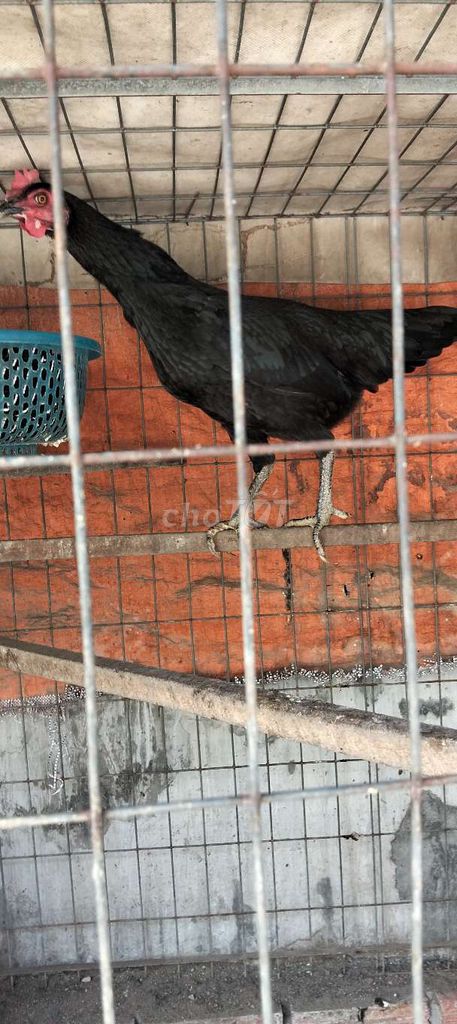 Gà mái Lông bán - 129978262