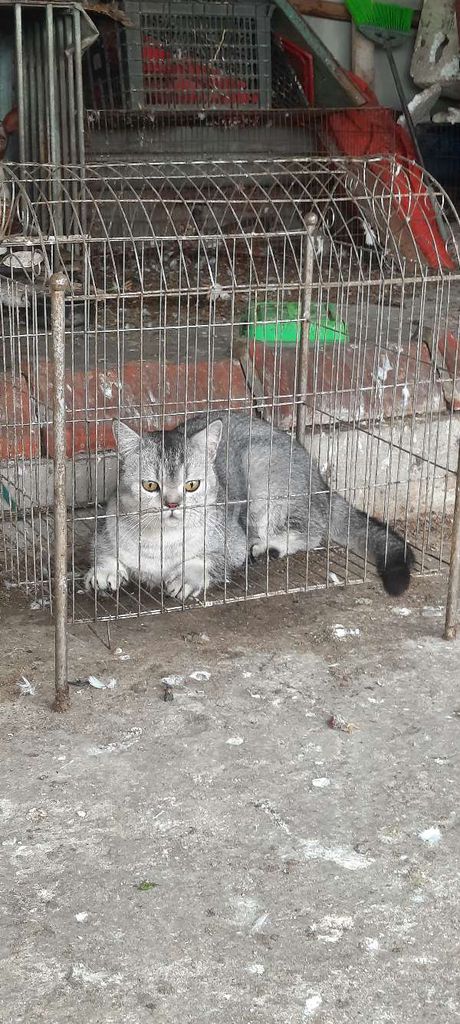 Mèo đẹp - 128930448