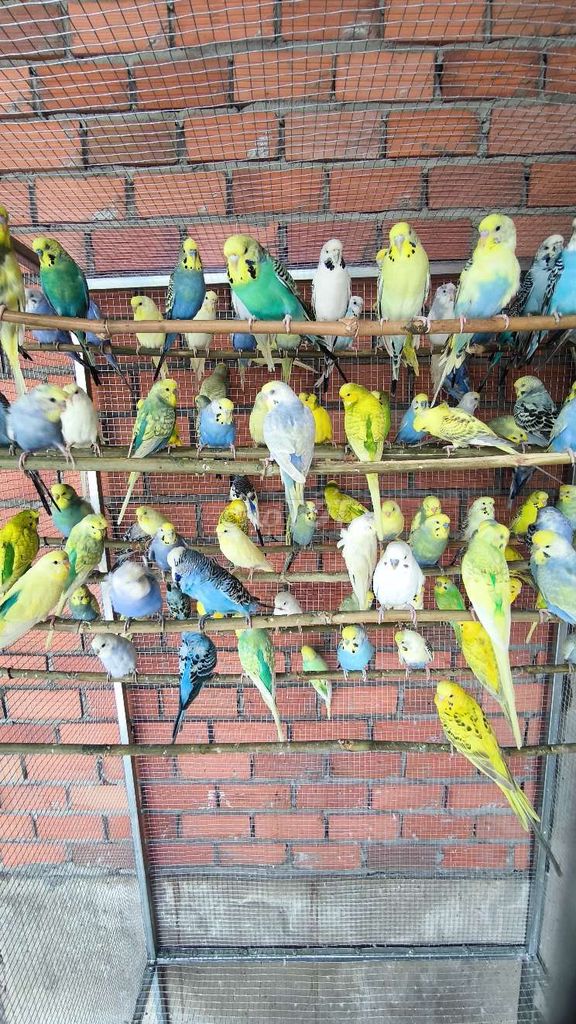 Chim yến phụng - 119097254