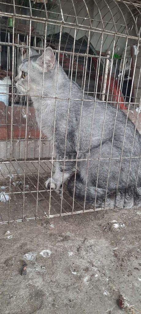 Mèo đẹp - 128930448