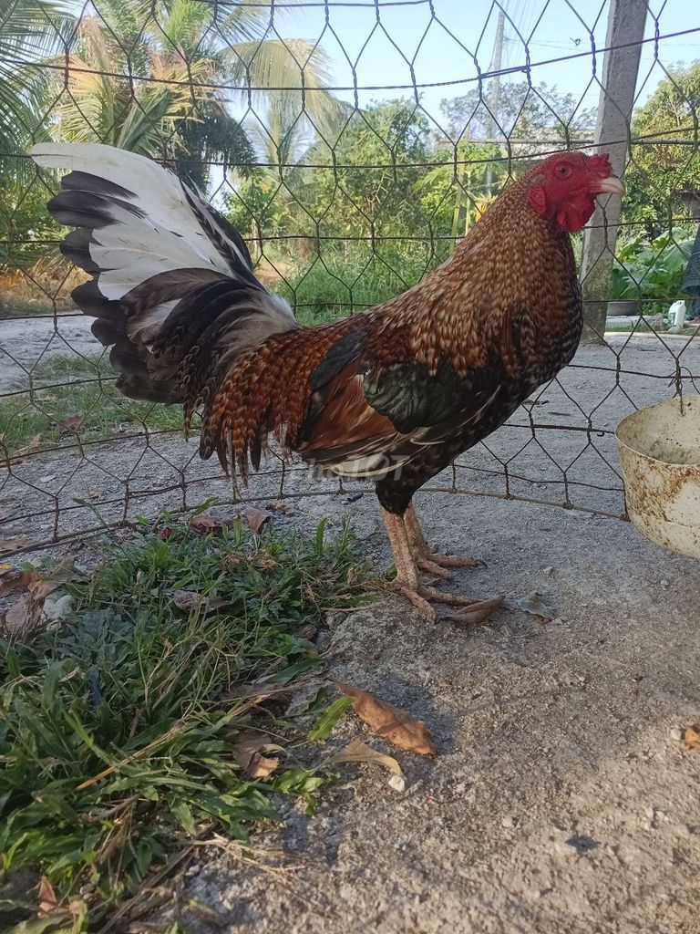 Gà cú lửa lai 2.4-2.5kg gà lai nặng nhanh chơi - 130032572