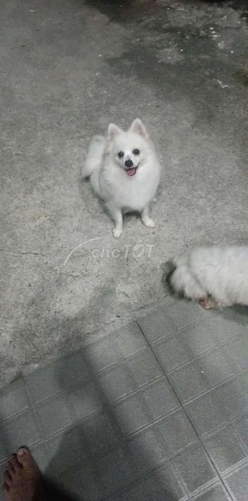 Chó Phốc Sóc Trắng Cả Hai - 132991083