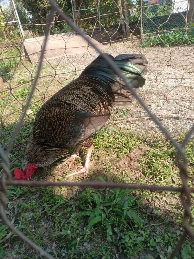 Cú 2k3 50 - 130020938