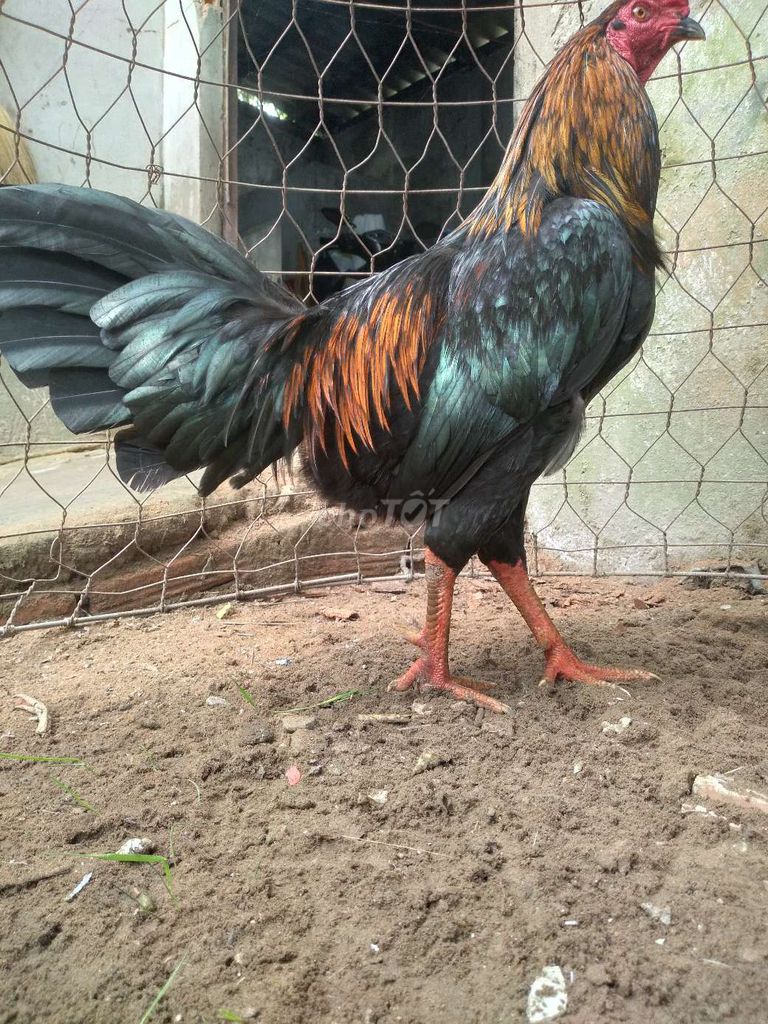 O que 2kg6 - 128801782