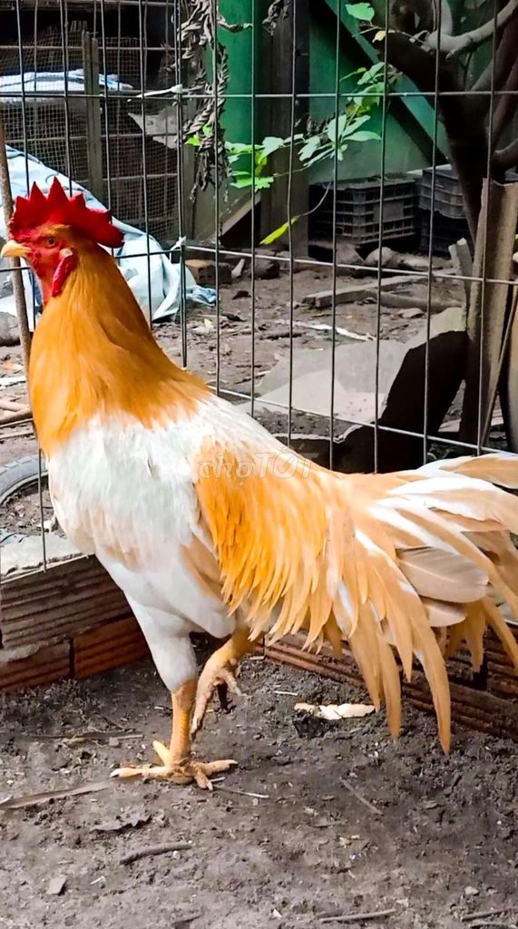 Khét Sữa Thái Mỹ tơ 3kg3 - 129951086