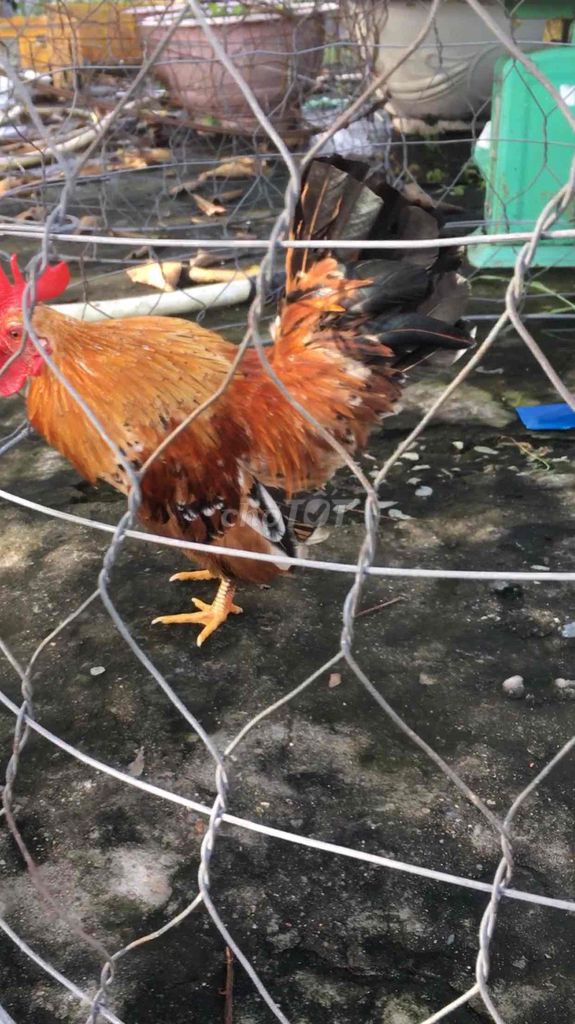 mình lên e gà kiểng hiện 3lang8 - 129088595