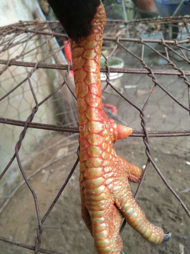 Điều chân xanh 2kg6 - 128801844