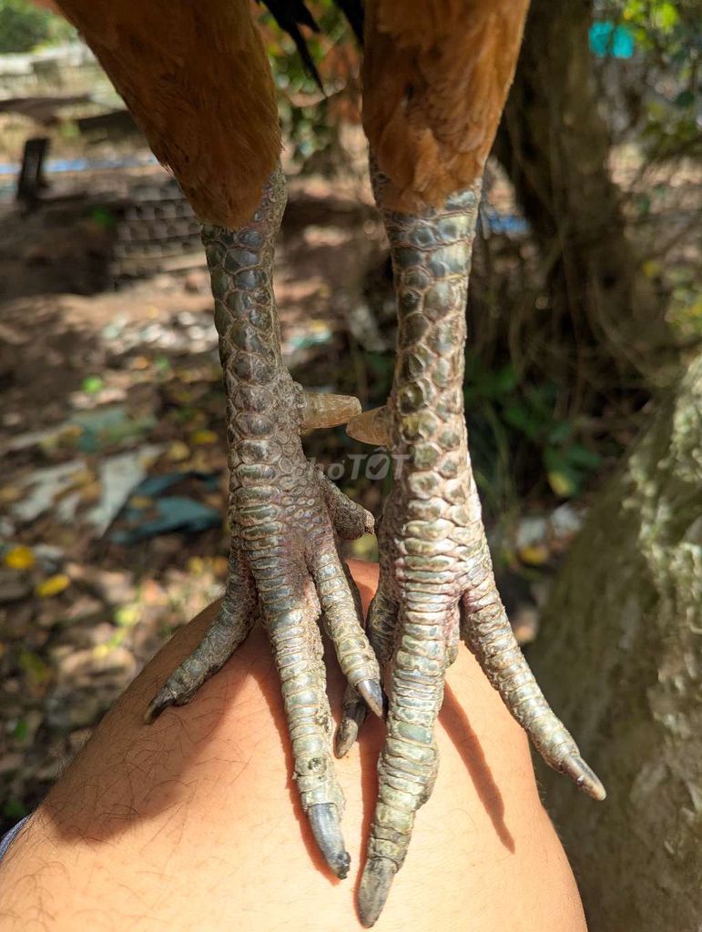 Gà nòi vàng chân xanh 3kg2 tay pin - 128828574