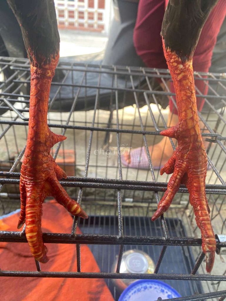 Gà tre Hatch 1.7kg Nâu đỏ - 129719724