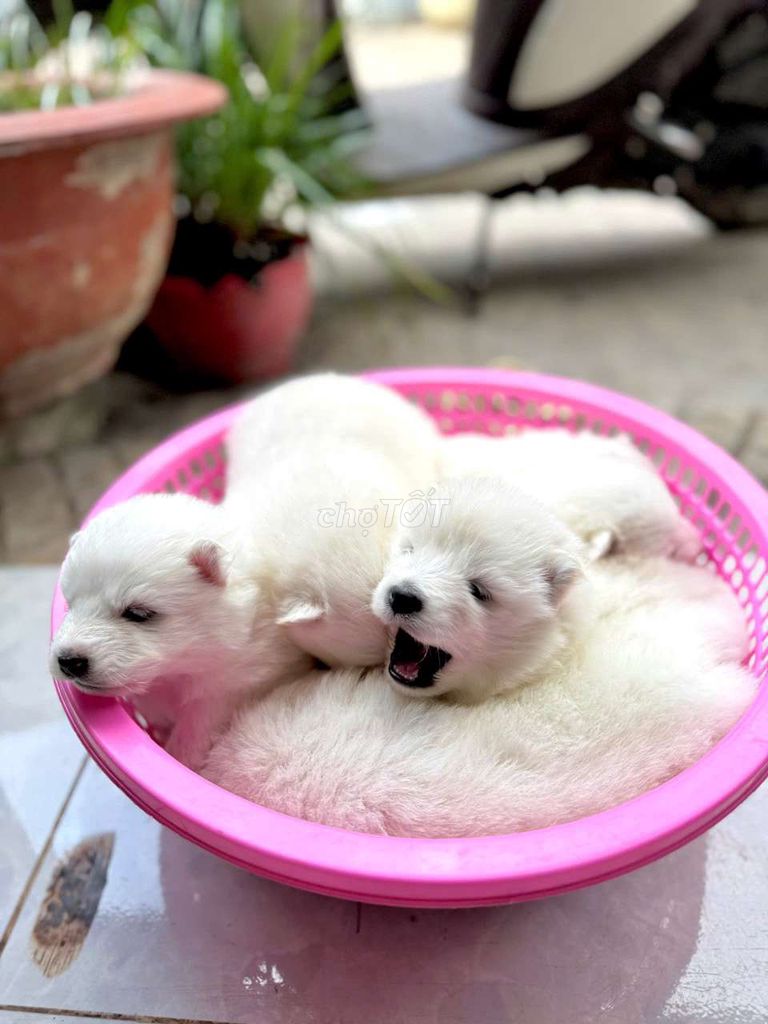 samoyed nhà trồng.long trắng mặt xinh - 130030689