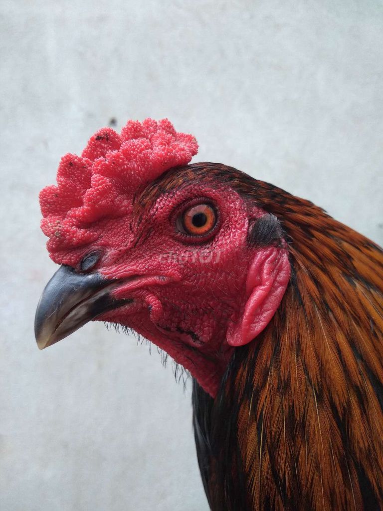 O que 2kg6 - 128801782