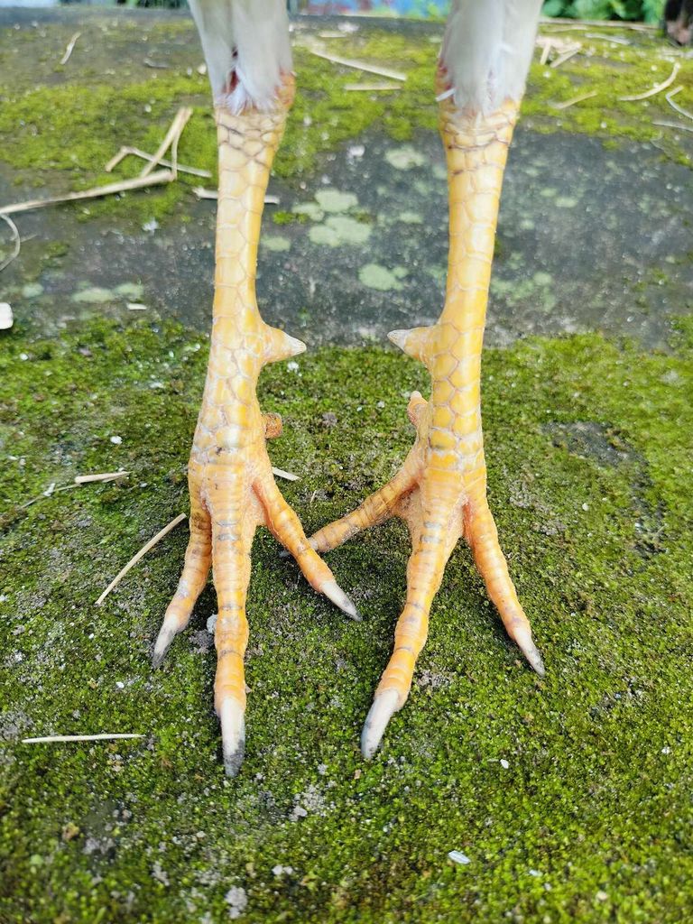 Trẻ bướm Mỹ 1kg2 - 128812208