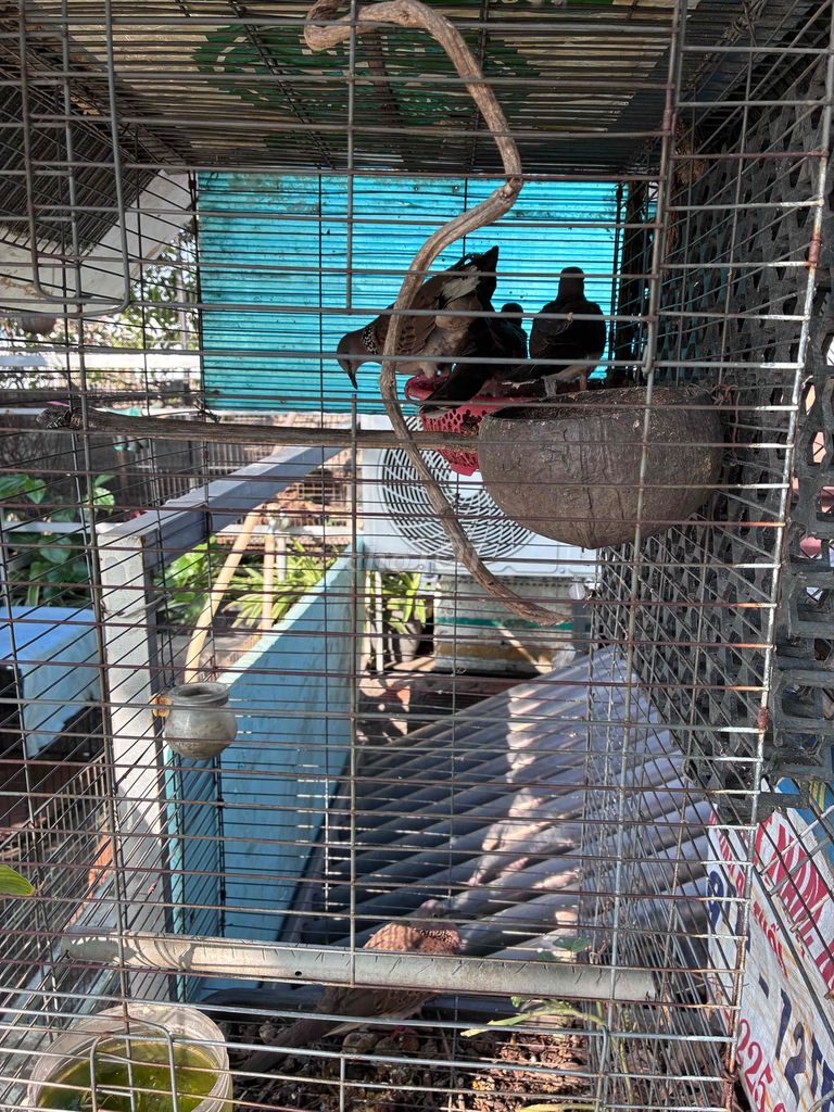 Bán 2 cặp chim cu gáy non - 130007842