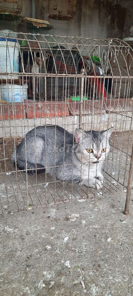 Mèo đẹp - 128930448