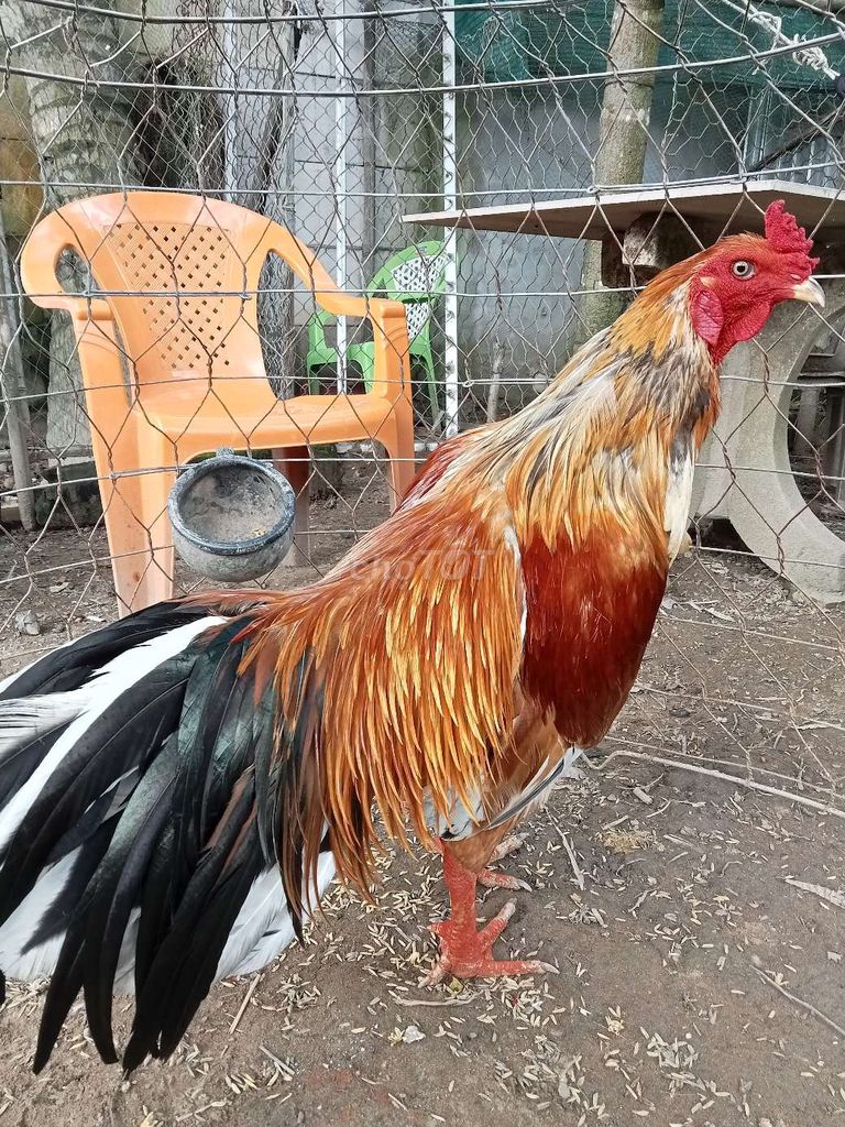 Sám vàng 3,4 k - 128102660