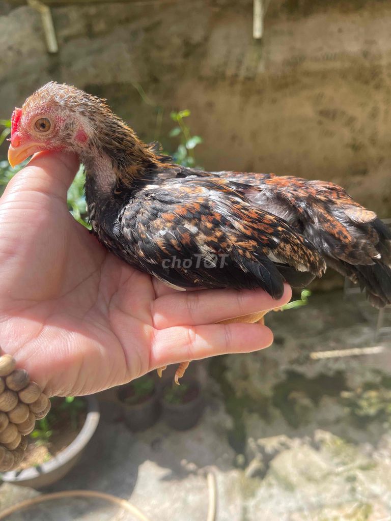 Tre Bắc cộc - 128590553