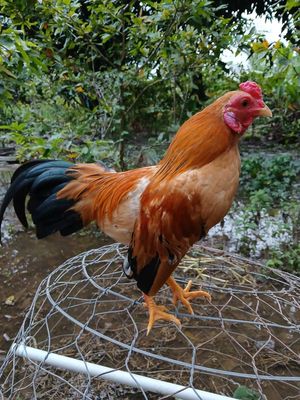 129 gà tre cảnh mini ở An Giang chân lùn rẻ đẹp 10/2025