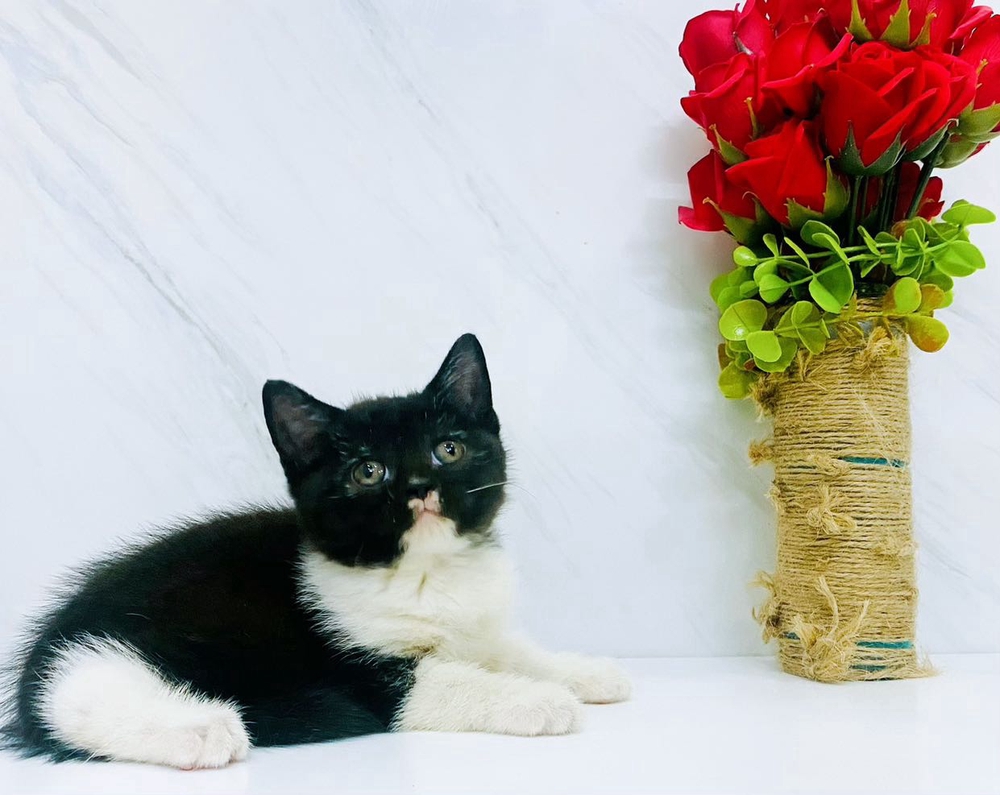 Bông House - Chợ Tốt - Website Mua Bán, Rao Vặt Trực Tuyến Hàng Đầu Của ...