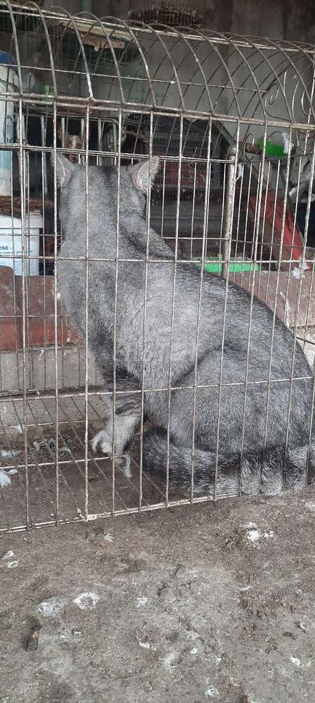 Mèo đẹp - 128930448