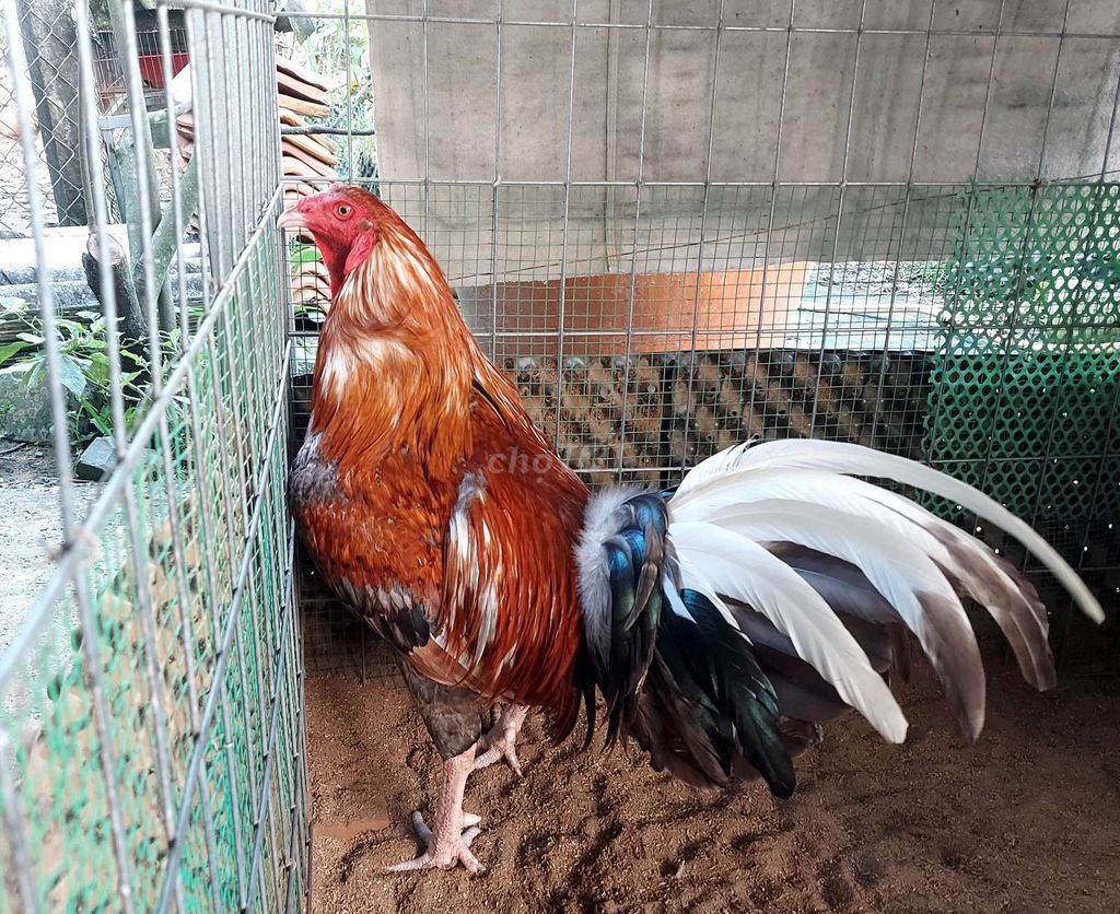 gà xám cú bự ký - 130021937