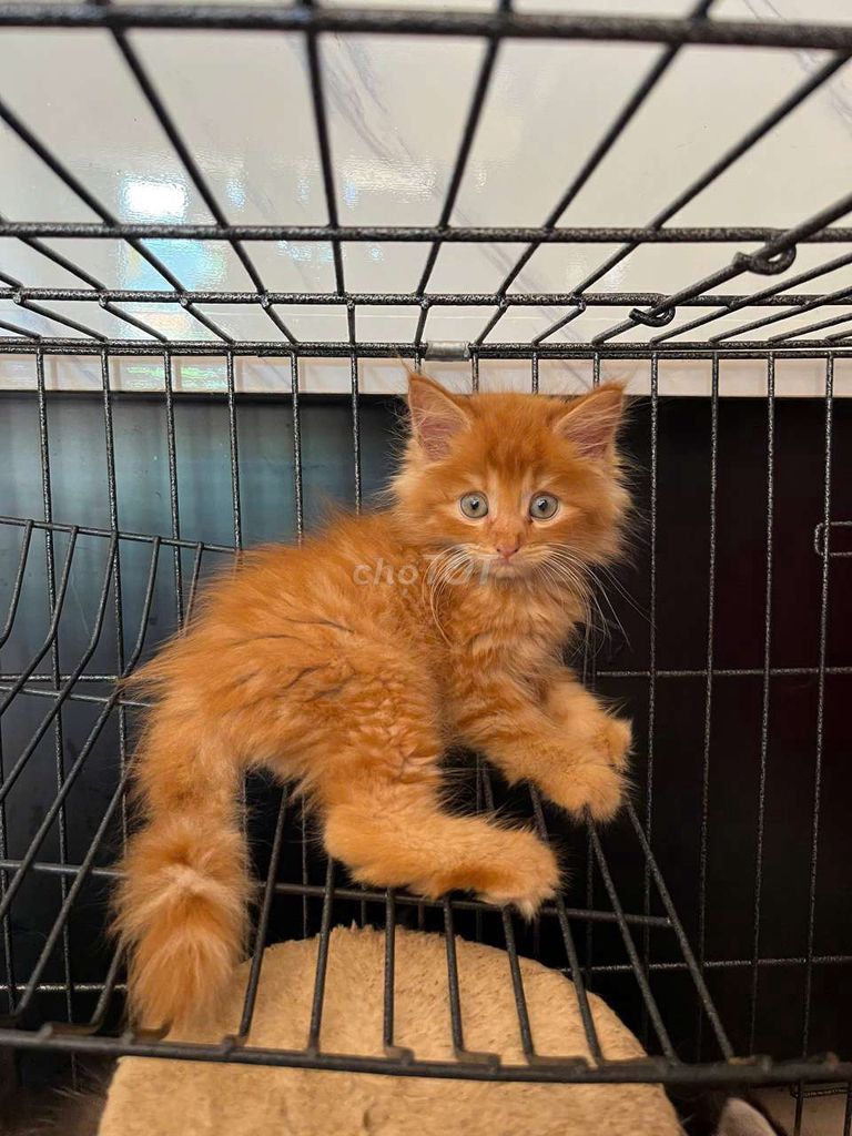 Mèo Mainecoon đực phối Anh lông dài cái - 128969394