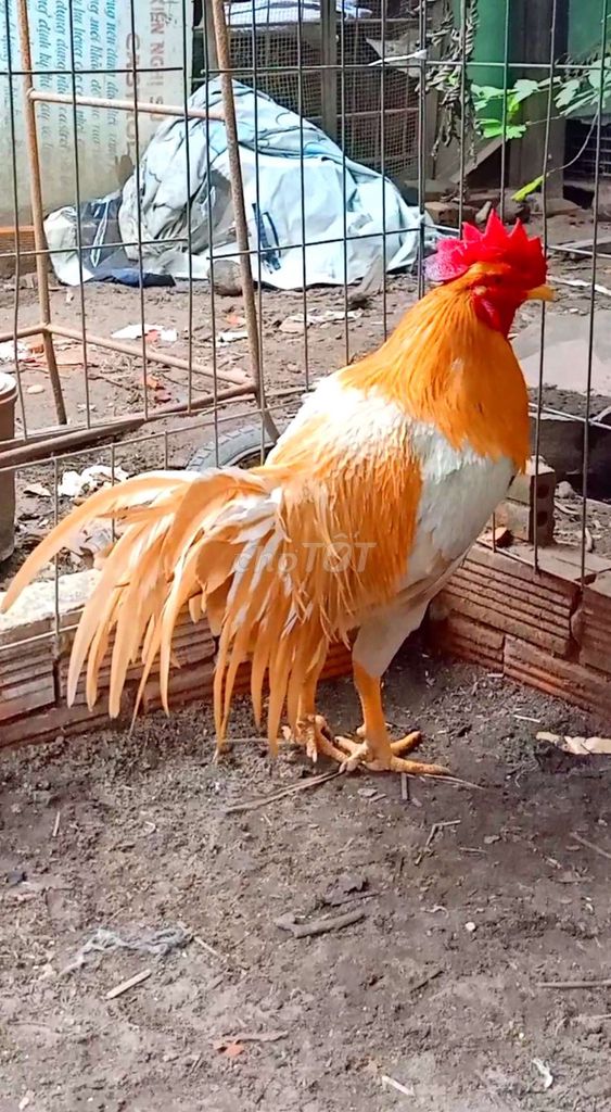 Khét Sữa Thái Mỹ tơ 3kg3 - 129951086