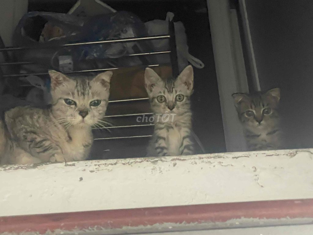 Mèo con tìm sen - 128561929