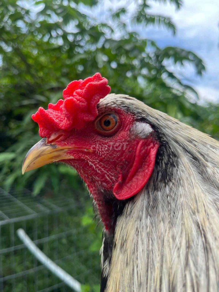 Chuối 2kg6 - 128812197