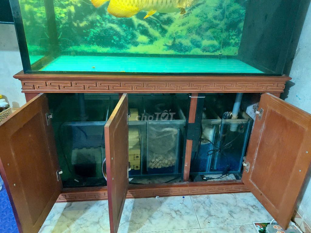 Cá Rồng Vàng bể 1.2m - 129892431