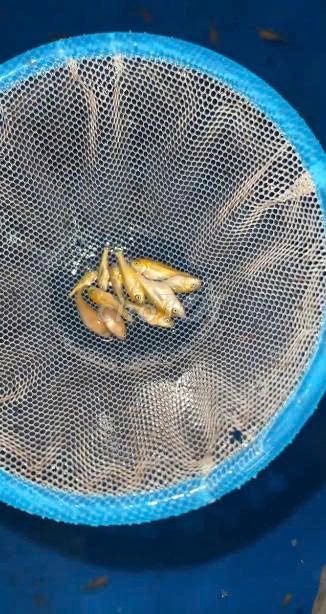 Cá chép phi tần bột, gen loang hoa anh đào vip - 130457245