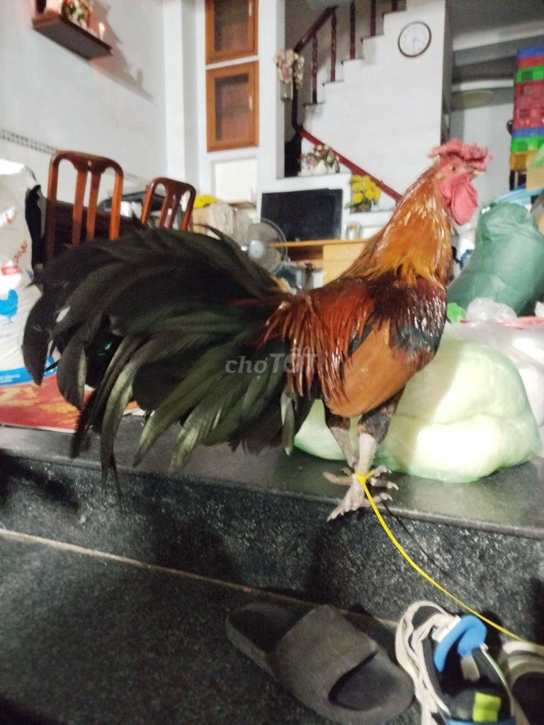 asll mỹ 3k1 thấy nọc thành ký ,, - 129901681