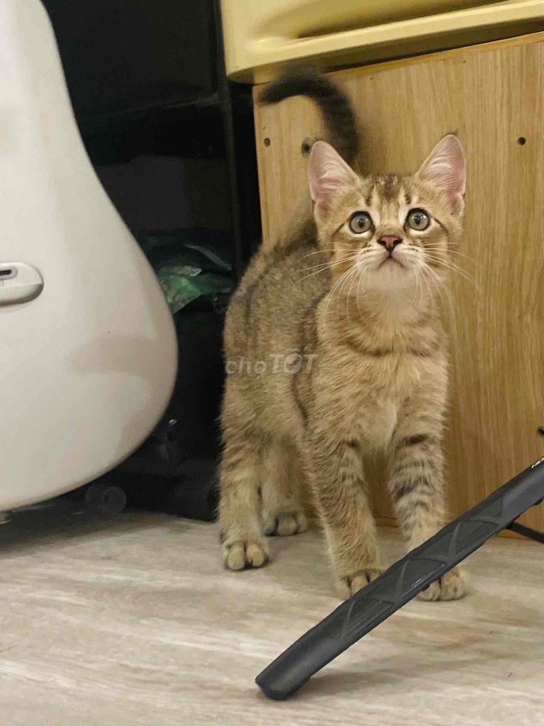 các bé mèo cute - 129081941