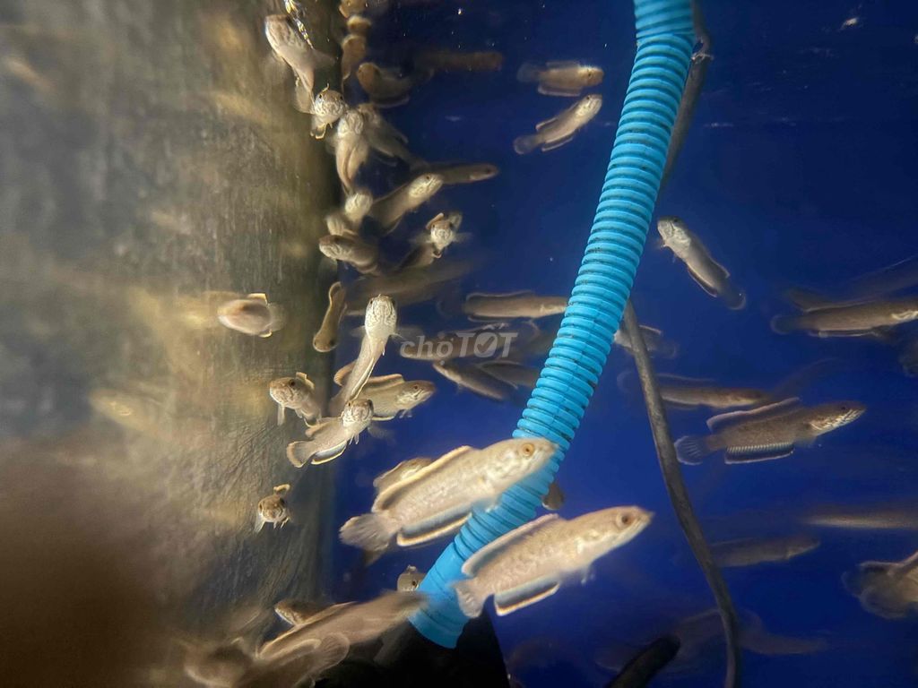 Cá lóc Limbata 5-6 cm - 130002499