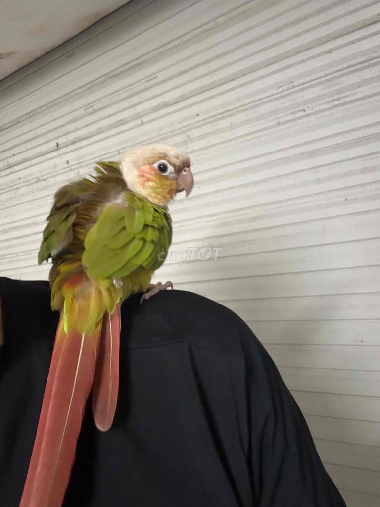 Chim Vẹt Green Cheek Xanh lá - 130029201