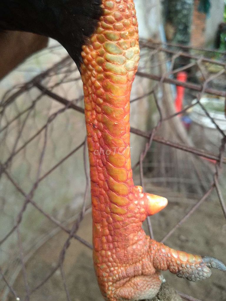 Điều chân xanh 2kg6 - 128801844