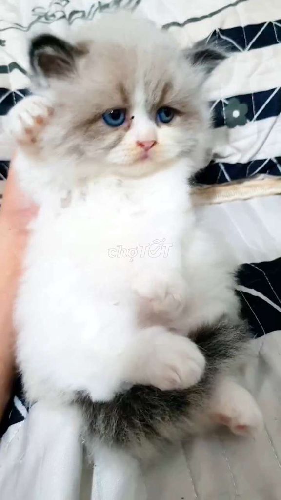 Mèo Ragdoll nhà đẻ - 129462830