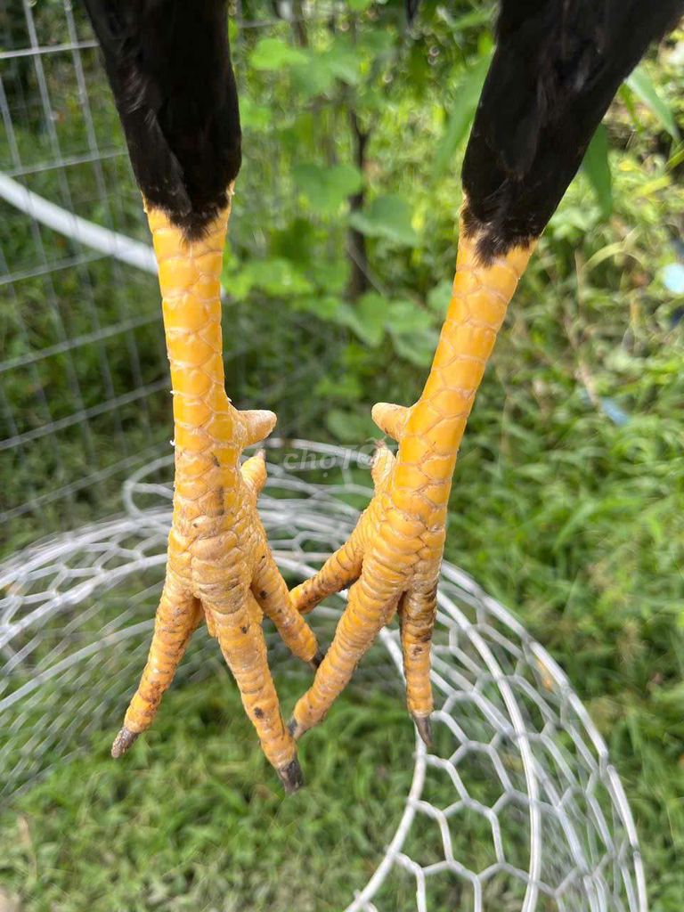 Chuối 2kg6 - 128812197