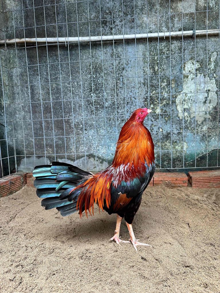 Gà Mùa 2x xóm làng - 129902962