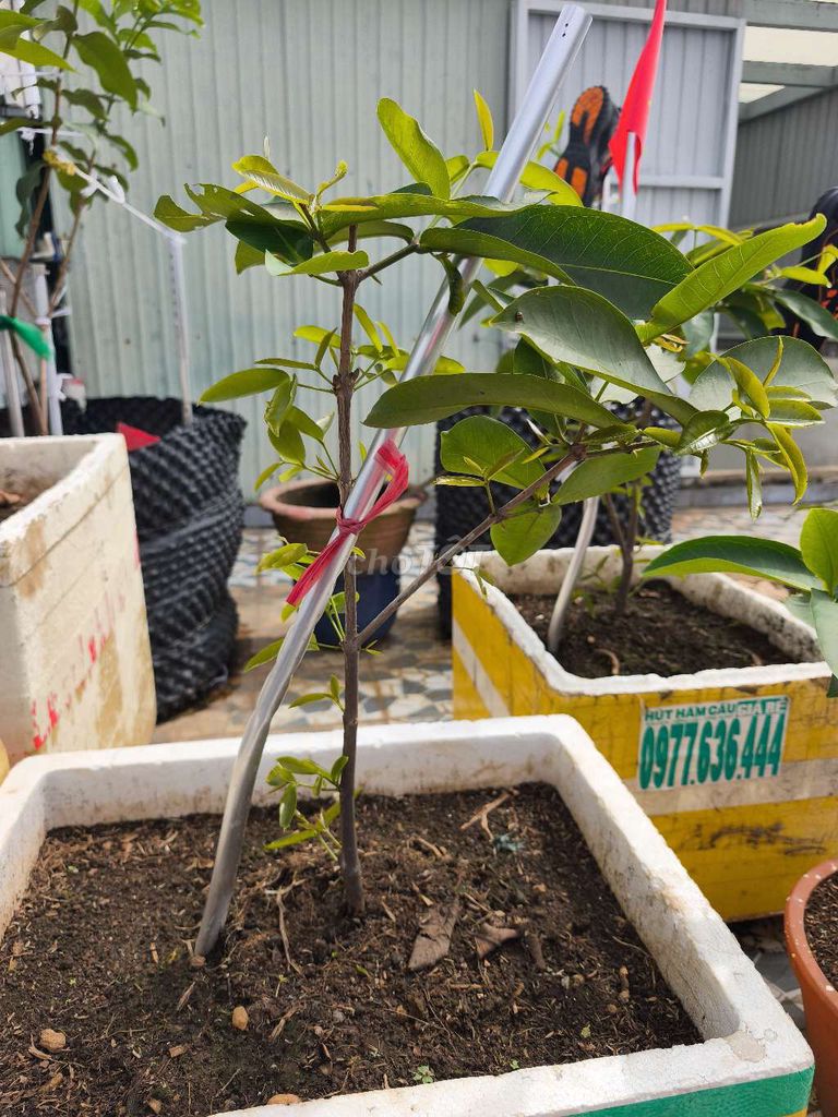 Bán cây mận xanh đường - 129613465